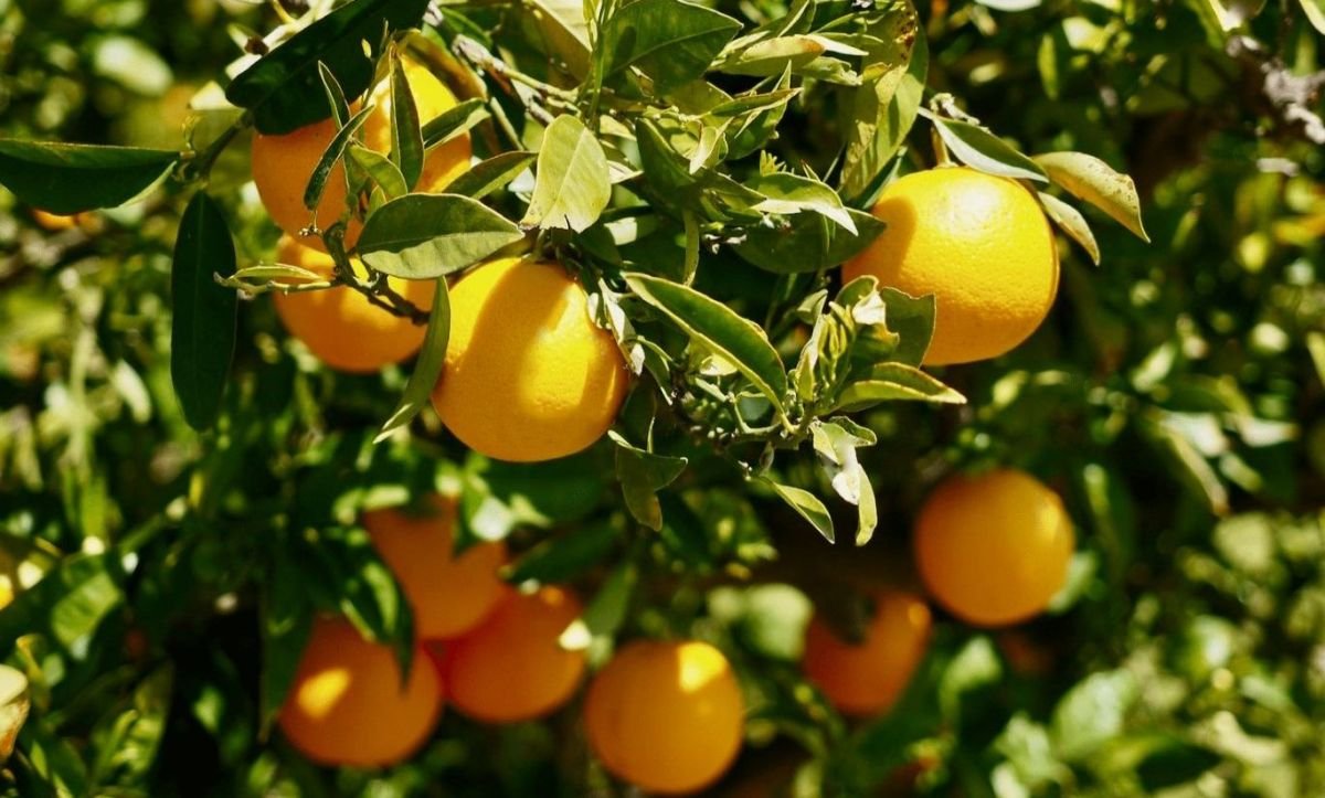 Tipos de naranjas valencianas - AlimentosWiki.com